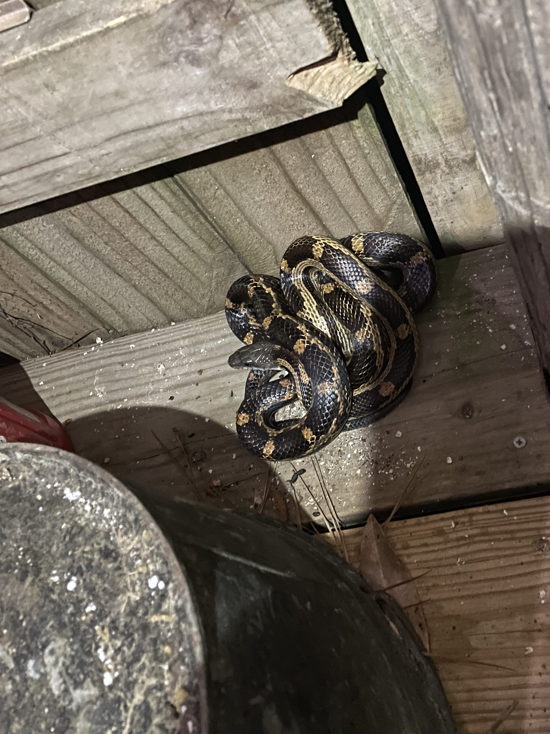 Snake Handling – Contented Camper